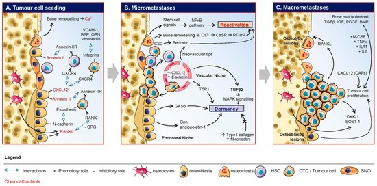 Cancer Cell Colonisation in the Bone Microenvironment