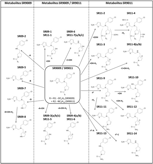 In Vitro Metabolic Studies of REV-ERB Agonists SR9009 and SR9011