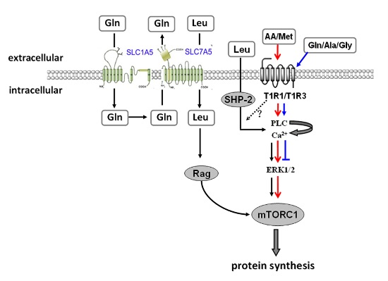 IJMS | Free Full-Text | Methionine Regulates mTORC1 via the T1R1/T1R3 ...
