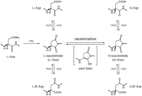 Racemization of the Succinimide Intermediate Formed in Proteins and ...