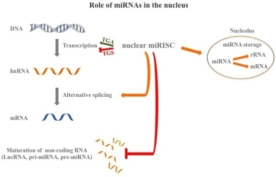 IJMS | Free Full-Text | MicroRNA in Control of Gene Expression: An ...