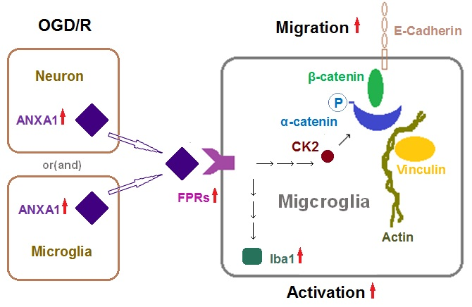 IJMS | Free Full-Text | Annexin-1 Mediates Microglial Activation and ...