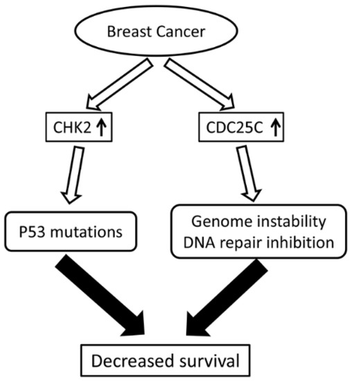 The Expression and Clinical Outcome of pCHK2-Thr68 and pCDC25C-Ser216 ...