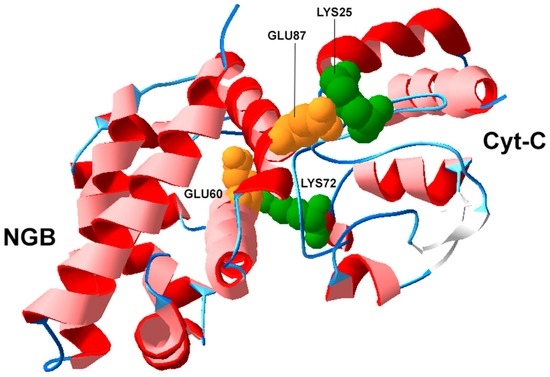 IJMS | Free Full-Text | Neuroglobin, a Factor Playing for Nerve Cell ...