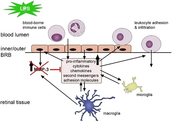 IJMS | Free Full-Text | MMP-3 Deficiency Alleviates Endotoxin-Induced ...