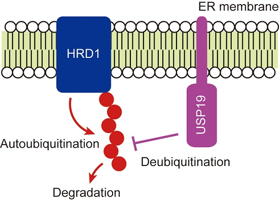 IJMS | Free Full-Text | USP19-Mediated Deubiquitination Facilitates the ...