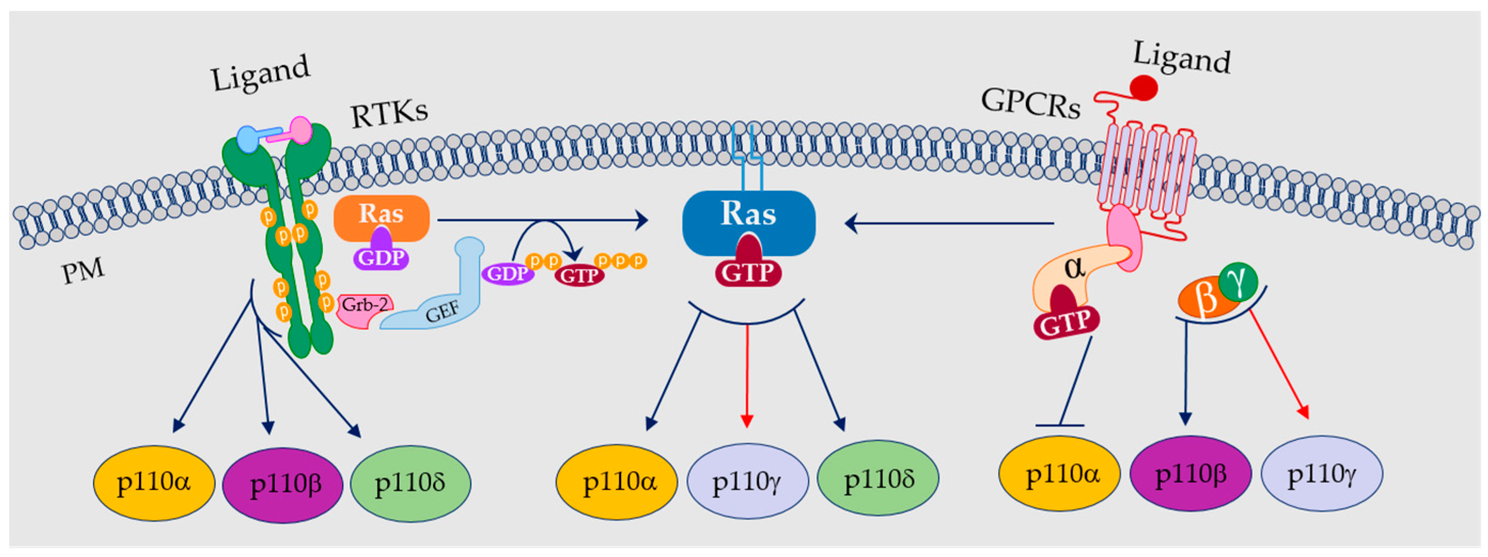 The Multifaceted Roles of PI3Kγ in Hypertension, Vascular Biology, and ...