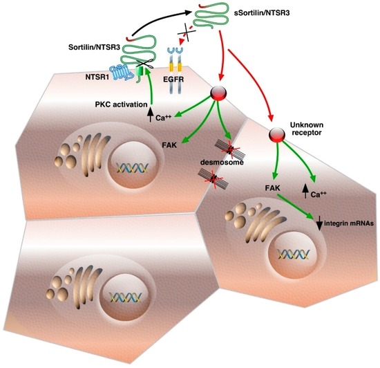 Focal Adhesion Kinase-Dependent Role of the Soluble Form of Neurotensin ...