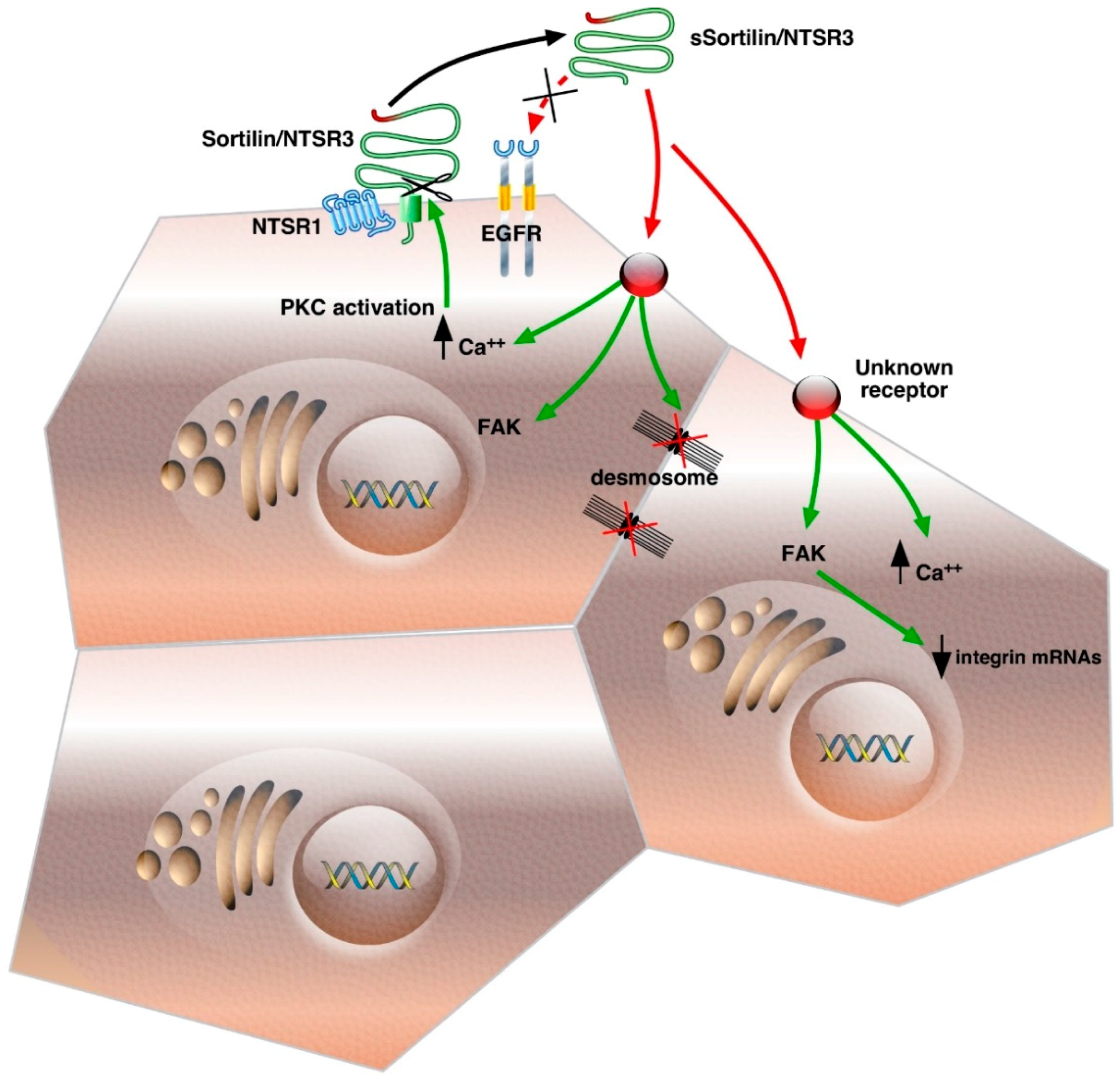 Focal Adhesion Kinase Dependent Role Of The Soluble Form Of Neurotensin
