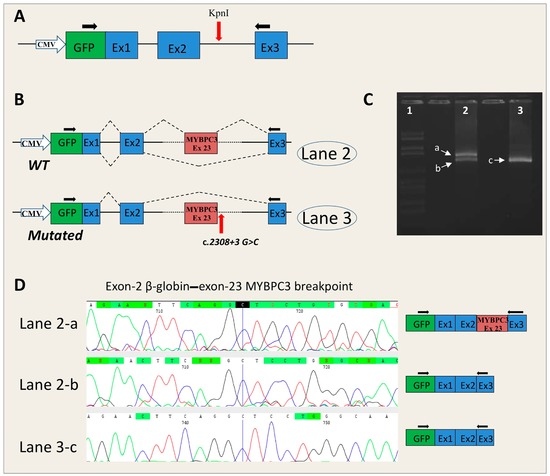 Functional Studies and In Silico Analyses to Evaluate Non-Coding Variants in Inherited ...