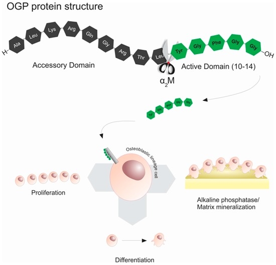 IJMS | Free Full-Text | Role of Osteogenic Growth Peptide (OGP) and OGP ...