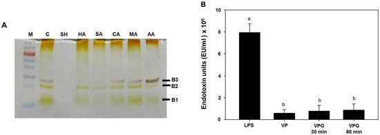 Characterization of Chemically-Induced Bacterial Ghosts (BGs) Using ...