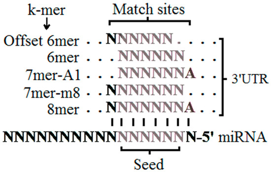 Tools for Sequence-Based miRNA Target Prediction: What to Choose?