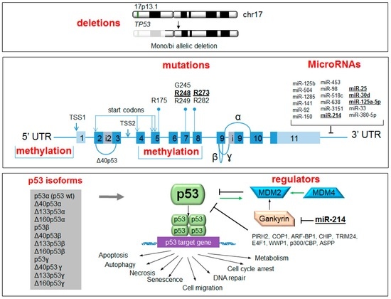 IJMS | Free Full-Text | Molecular Mechanisms of p53 Deregulation in Cancer: An Overview in ...