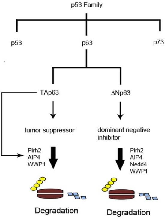 IJMS | Free Full-Text | The Regulation of Tumor Suppressor p63 by the ...