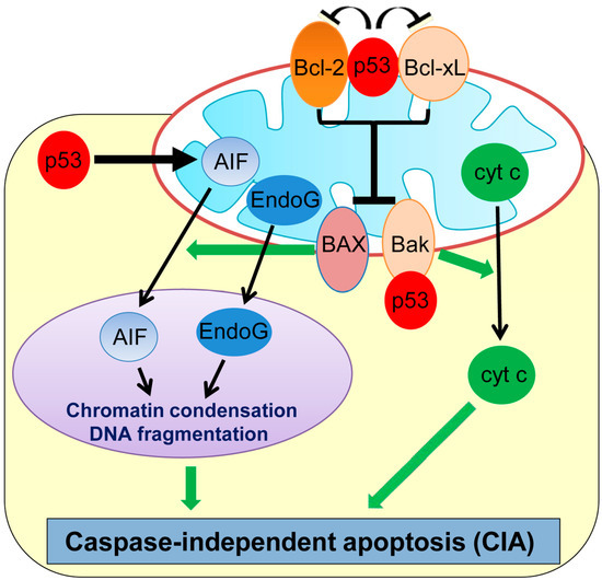 Non-Canonical Cell Death Induced by p53