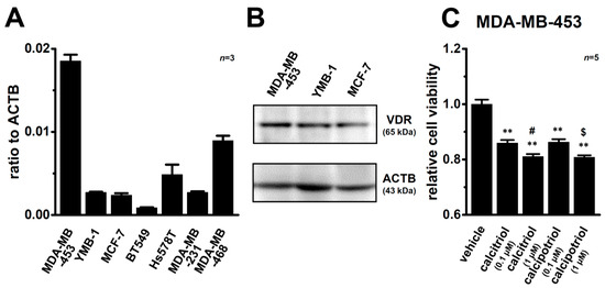 Down-Regulation of Ca2+-Activated K+ Channel KCa1.1 in Human Breast ...