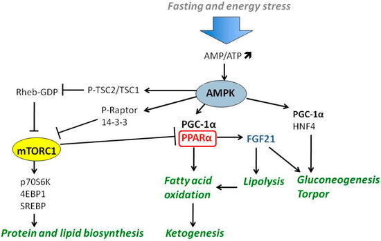 Regulation of Ketone Body Metabolism and the Role of PPARα
