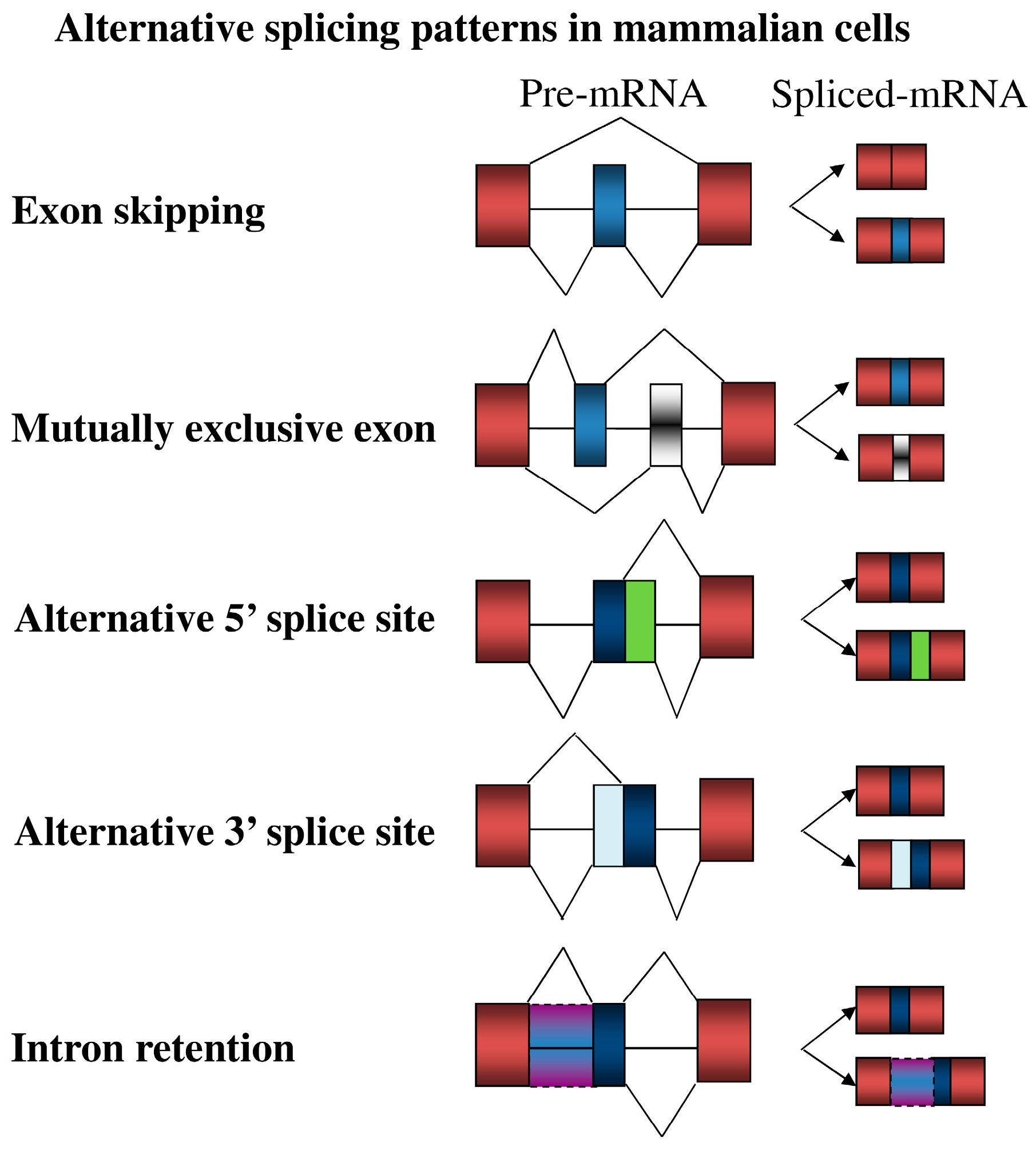 Ijms Free Full Text Differential Impacts Of Alternative Splicing