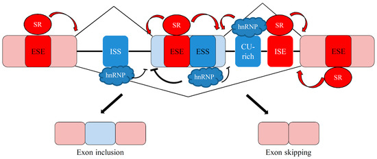 Differential Impacts of Alternative Splicing Networks on Apoptosis
