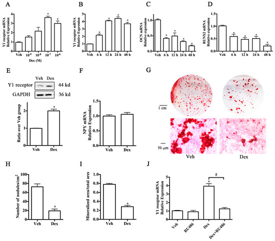 Neuropeptide Y1 Receptor Regulates Glucocorticoid-Induced Inhibition of ...