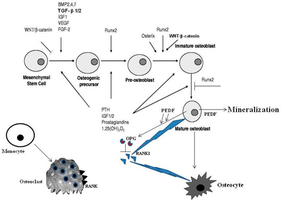 Osteogenic Differentiation in Healthy and Pathological Conditions