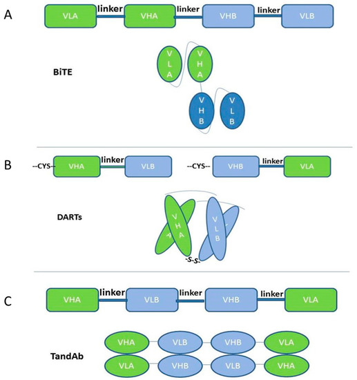 IJMS | Free Full-Text | Bispecific Antibodies as a Development Platform for New Concepts and ...