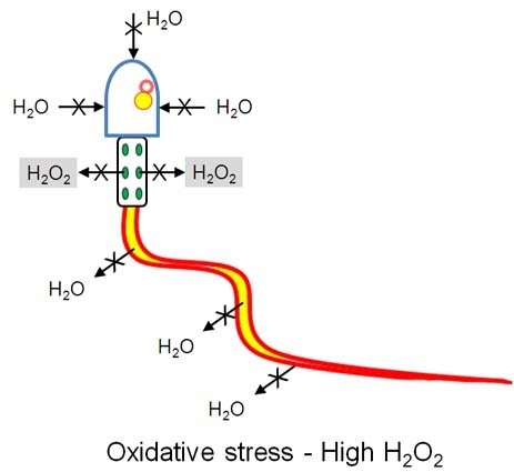 IJMS | Free Full-Text | Aquaporin-Mediated Water and Hydrogen Peroxide ...