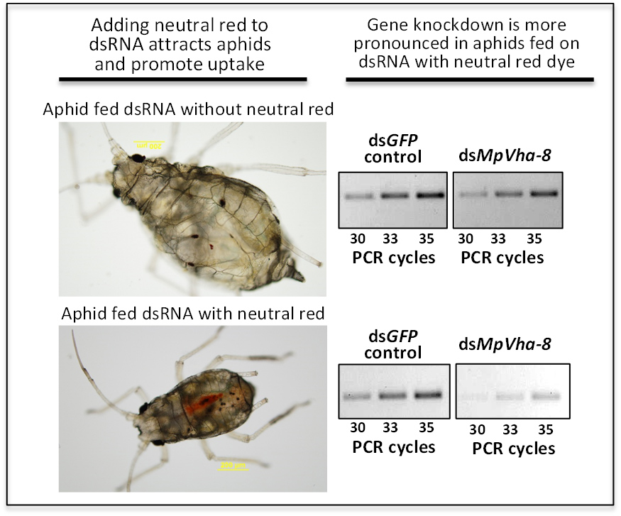 IJMS | Free Full-Text | Using Vital Dyes to Trace Uptake of dsRNA by ...