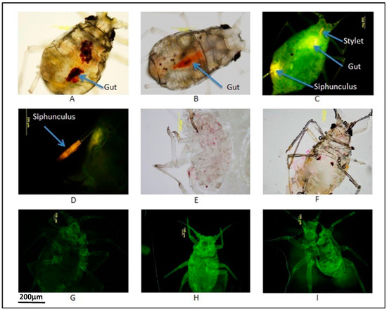 Using Vital Dyes to Trace Uptake of dsRNA by Green Peach Aphid Allows ...