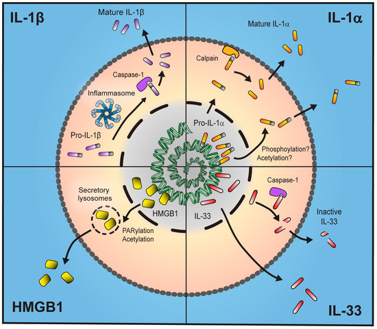 Unconventional Pathways of Secretion Contribute to Inflammation