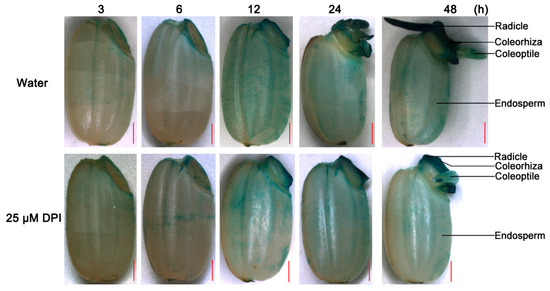 Reactive Oxygen Species Generated by NADPH Oxidases Promote Radicle ...