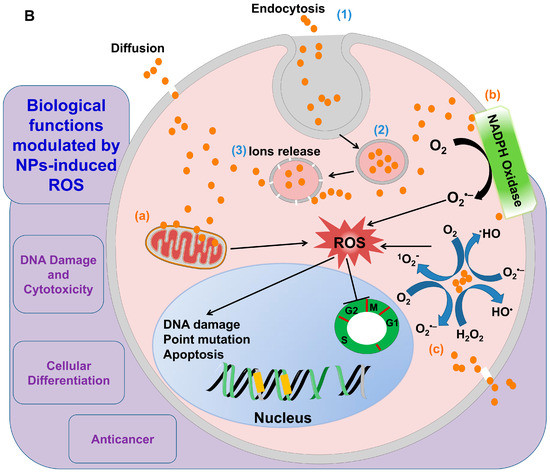 IJMS | Free Full-Text | The Role of Reactive Oxygen Species (ROS) in ...