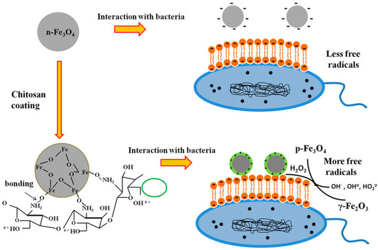 The Role of Reactive Oxygen Species (ROS) in the Biological Activities ...
