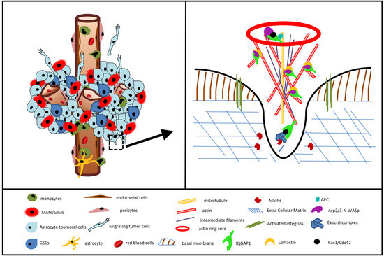 IJMS | Free Full-Text | IQGAP1 in Podosomes/Invadosomes Is Involved in ...