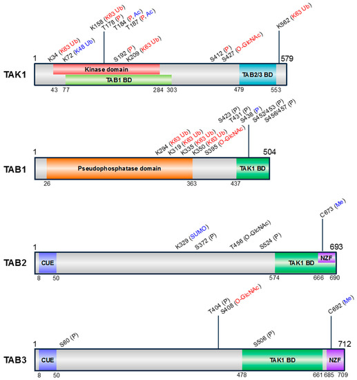 Post-Translational Modifications of the TAK1-TAB Complex