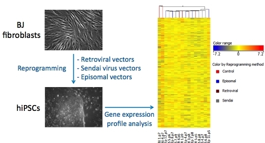 IJMS | Free Full-Text | Reprogramming Methods Do Not Affect Gene ...