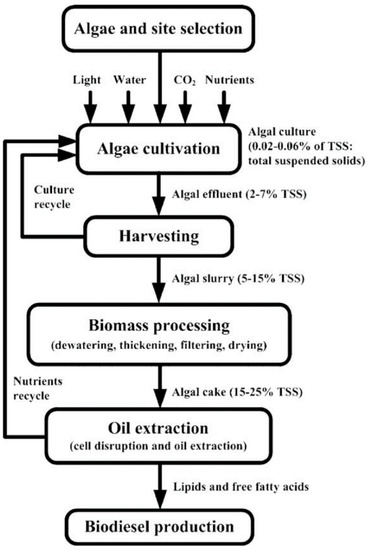 IJMS | Free Full-Text | A Holistic Approach to Managing Microalgae for ...