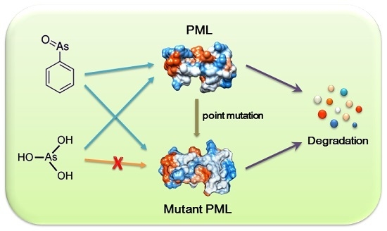 IJMS | Free Full-Text | Phenylarsine Oxide Can Induce the Arsenite ...