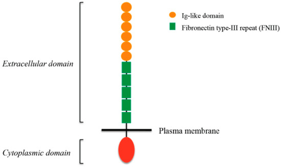 IJMS | Free Full-Text | The Pleiotropic Role of L1CAM in Tumor Vasculature