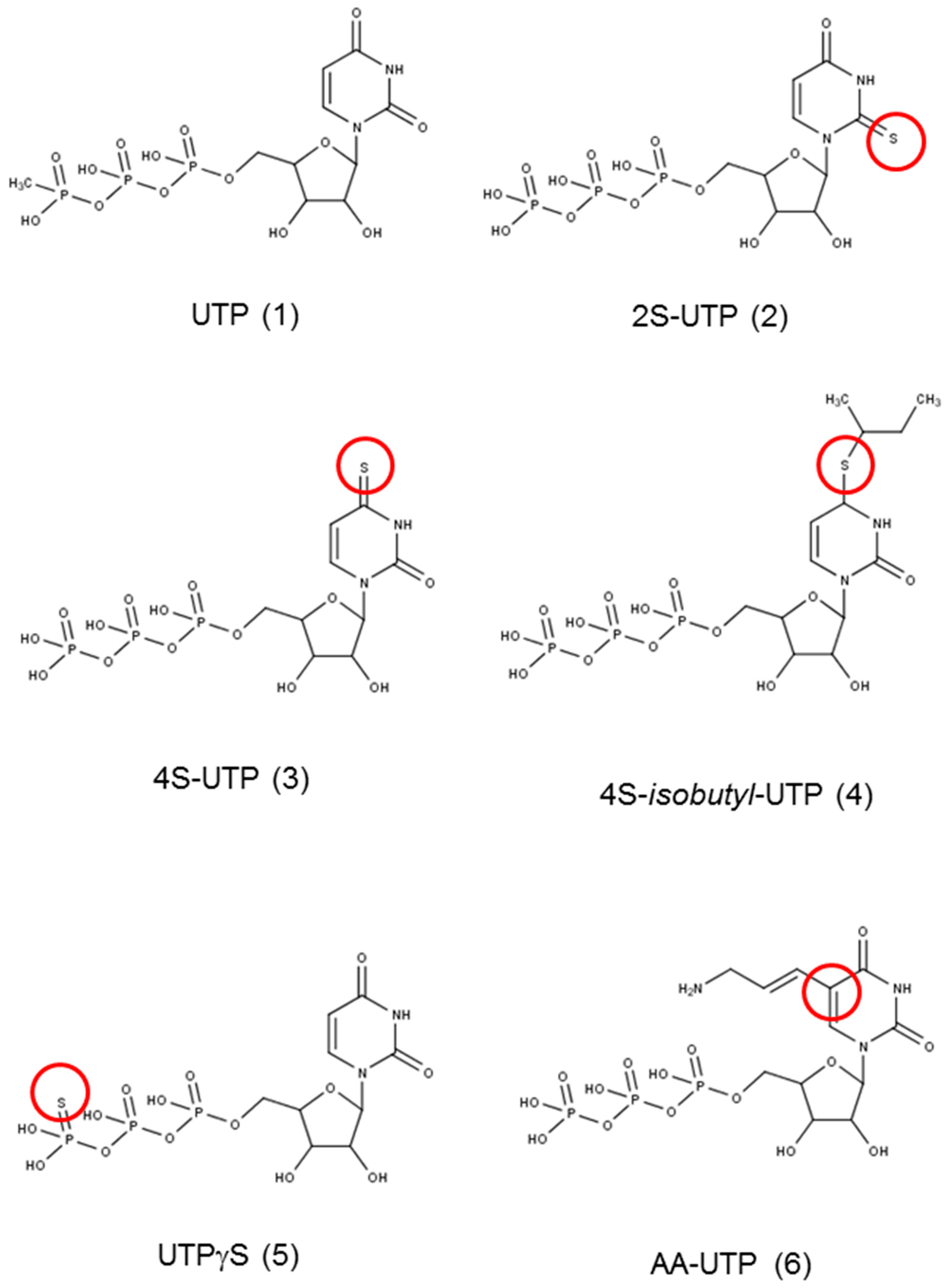 Uridine Triphosphate Thio Analogues Inhibit Platelet P2Y12 Receptor and ...