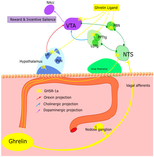 From Belly to Brain: Targeting the Ghrelin Receptor in Appetite and ...