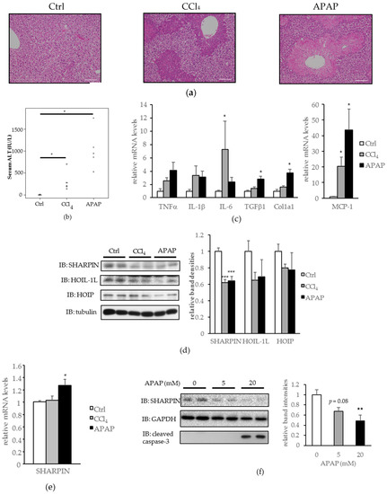 Reduced SHARPIN and LUBAC Formation May Contribute to CCl4- or ...