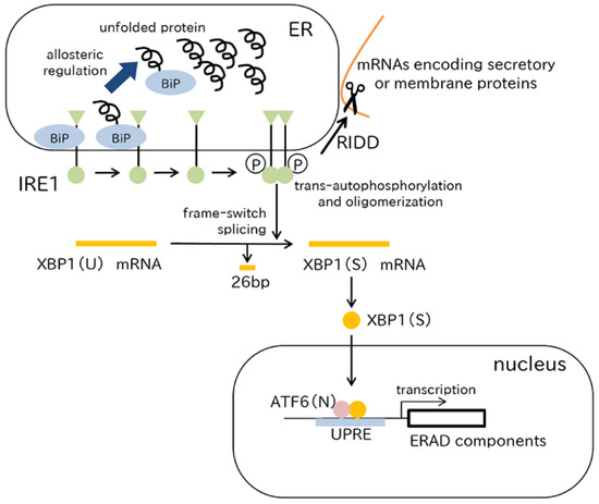 Endoplasmic Reticulum (ER) Stress and Endocrine Disorders