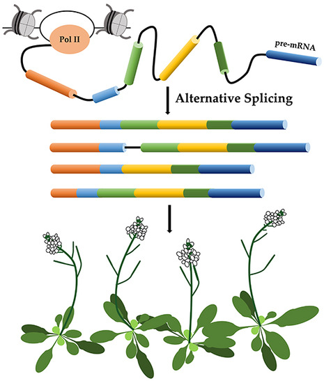 Ijms Free Full Text Alternative Splicing In Plant Genes A Means Of
