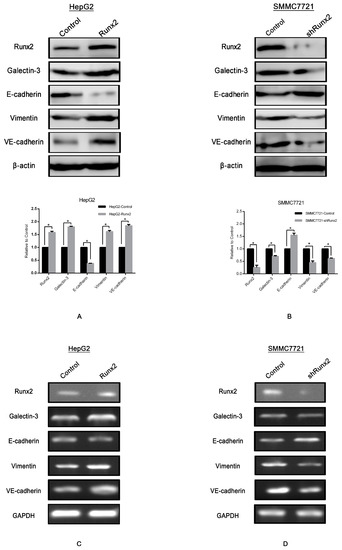 The Expression and Functional Significance of Runx2 in Hepatocellular ...