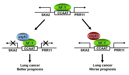 IJMS | Free Full-Text | The PRR11-SKA2 Bidirectional Transcription Unit Is Negatively Regulated ...