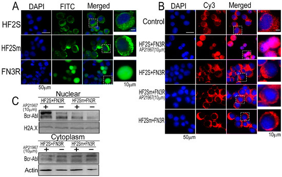 Blockade of Y177 and Nuclear Translocation of Bcr-Abl Inhibits ...