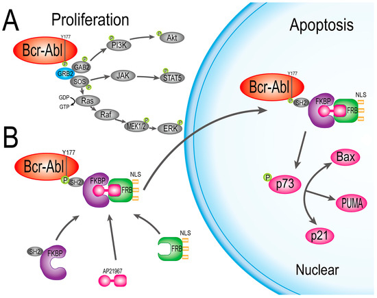 Blockade of Y177 and Nuclear Translocation of Bcr-Abl Inhibits ...