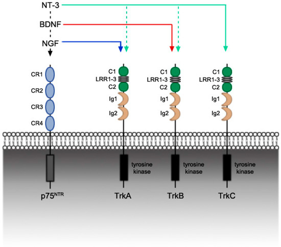 Targeting Neurotrophins to Specific Populations of Neurons: NGF, BDNF ...